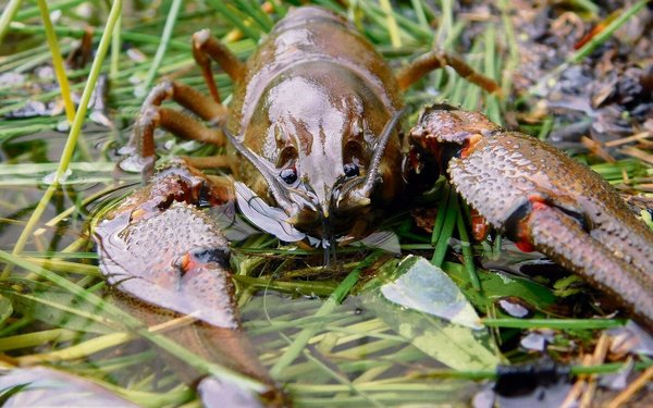 Flusskrebsarten in der Schweiz - tierwelt.ch | TierWelt