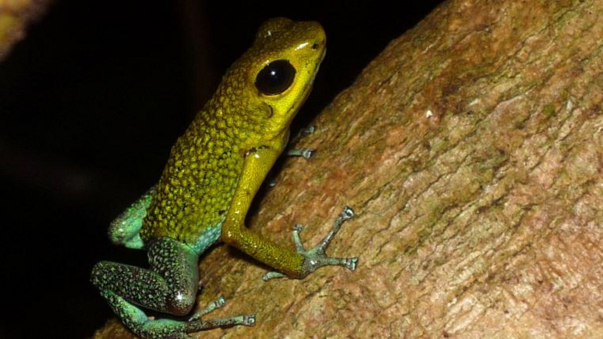 Lieber weniger Sex haben als gefressen zu werden - tierwelt.ch | TierWelt