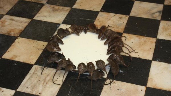 Rattenplage im Spital - tierwelt.ch | TierWelt