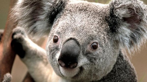 Koala-Virus gefährlicher als angenommen - tierwelt.ch | TierWelt