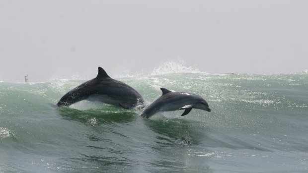 Ein Fuchs für Zuhause? - tierwelt.ch | TierWelt