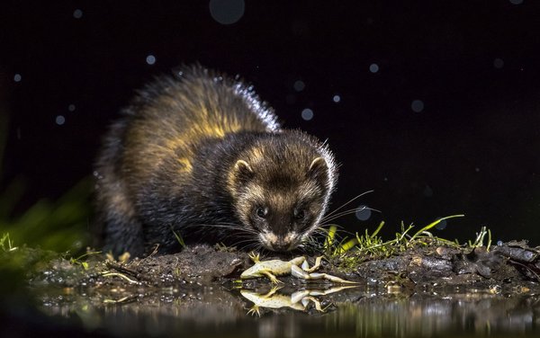 Der Iltis: Ein Blick in das Leben des Tier des Jahres 2024 - tierwelt ...
