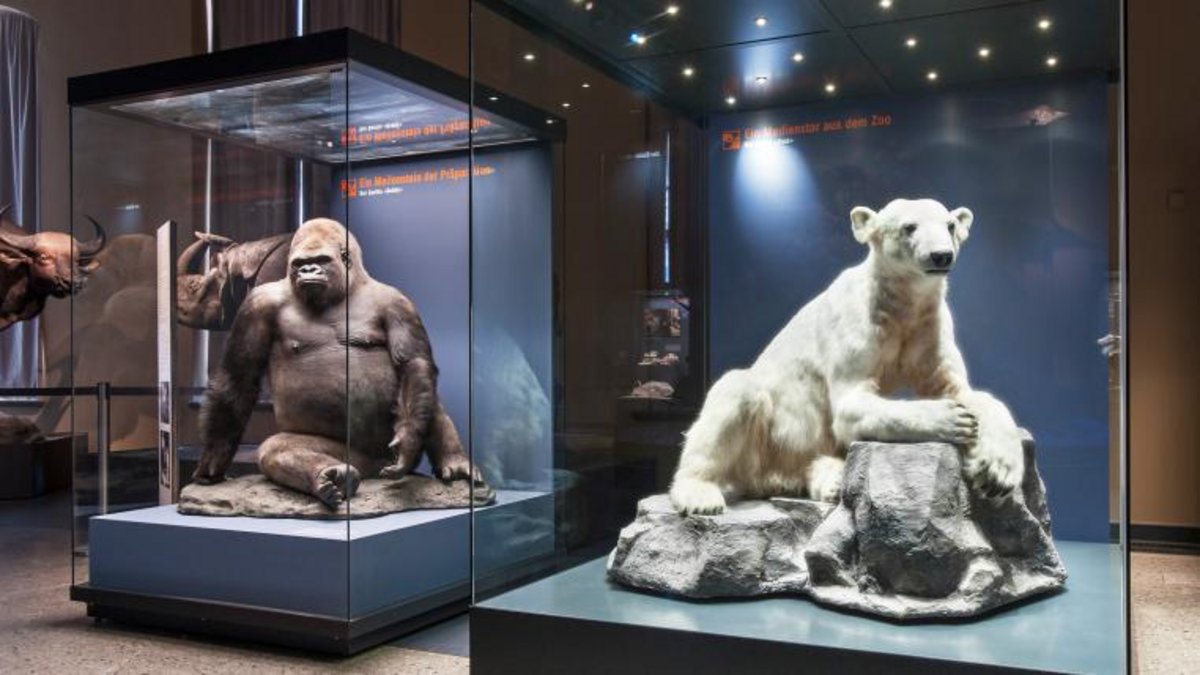 Knut gibt`s nun im Museum zu sehen - tierwelt.ch | TierWelt