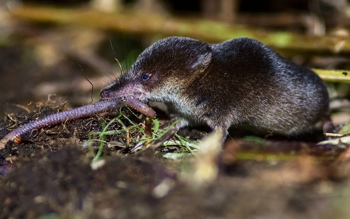 Spitzmäuse: Die einzigen giftigen Landsäugetiere der Schweiz - tierwelt ...