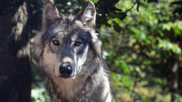 Bafu reicht Beschwerde ein - tierwelt.ch | TierWelt