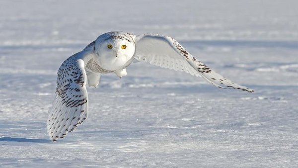 Eulen: Symbolträchtig und mystisch - tierwelt.ch | TierWelt