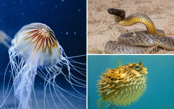 Ein Kontakt zu diesen Tieren kann tödlich enden - tierwelt.ch | TierWelt