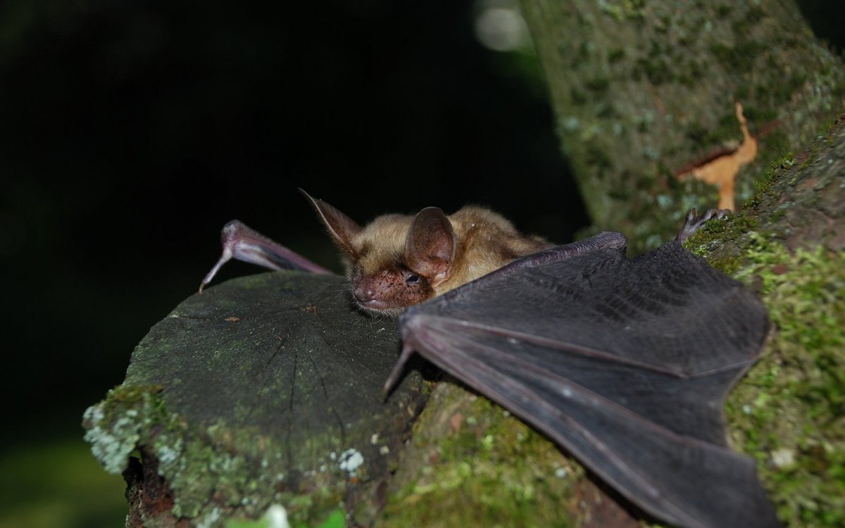Fledermäuse erleben an der diesjährigen «Bat Night» - tierwelt.ch ...