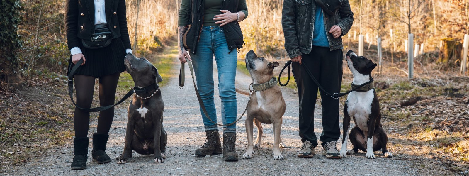 Listenhunde: Weshalb die Rasse nur zweitrangig ist - tierwelt.ch | TierWelt