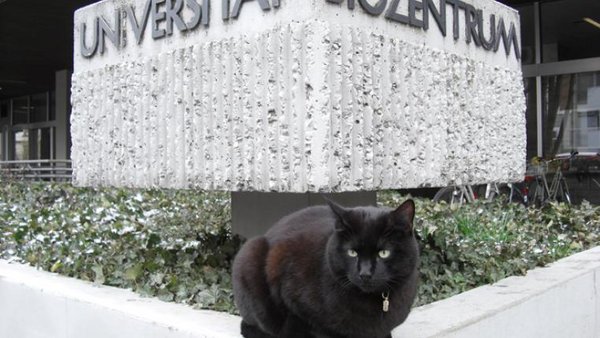 Kater Max – einer wie keiner - tierwelt.ch | TierWelt