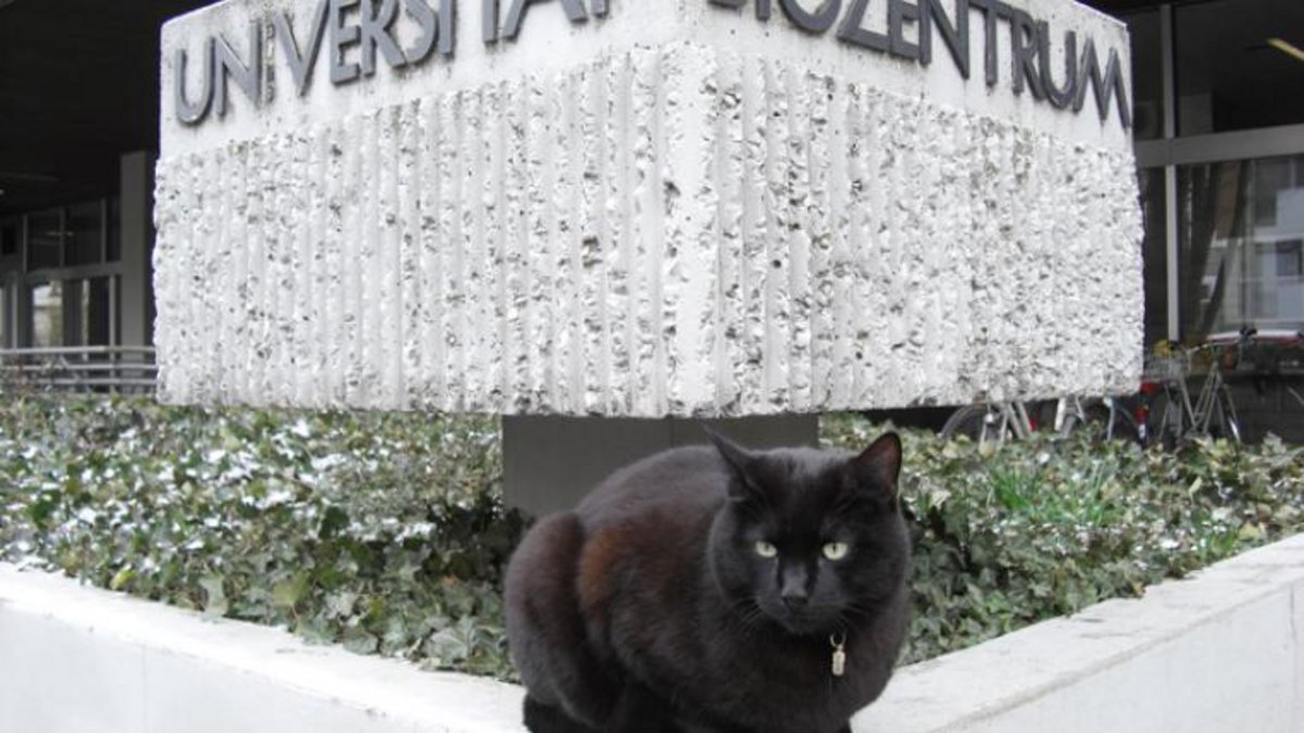 Kater Max – einer wie keiner - tierwelt.ch | TierWelt