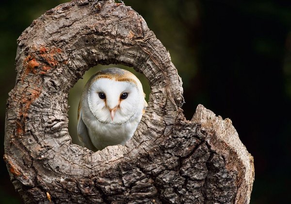 Der Ruf der Eule - tierwelt.ch | TierWelt