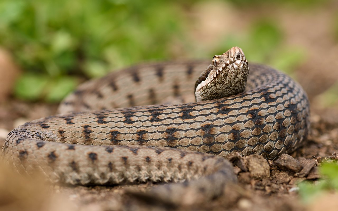 Einheimische Giftschlangen bissen letztes Jahr 43-mal zu - tierwelt.ch ...