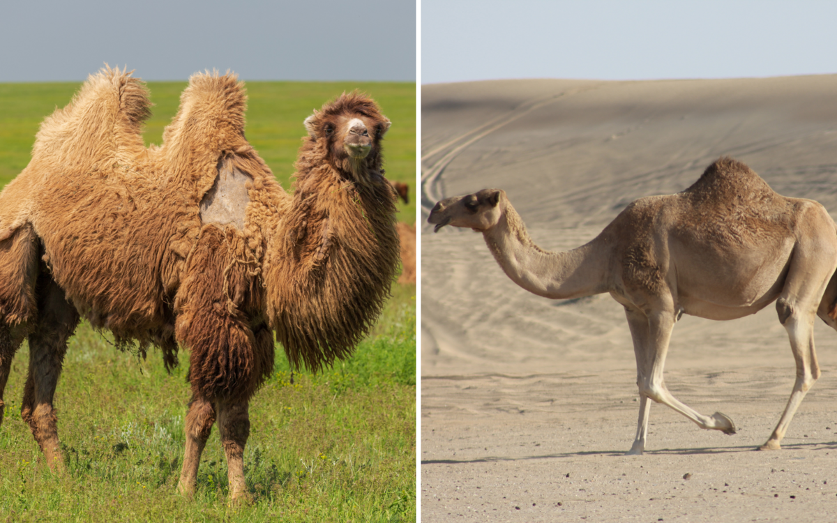 Was ist der Unterschied zwischen Kamel und Dromedar? - tierwelt.ch ...