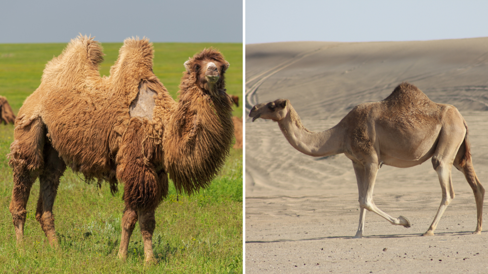 Was ist der Unterschied zwischen Kamel und Dromedar? - tierwelt.ch ...
