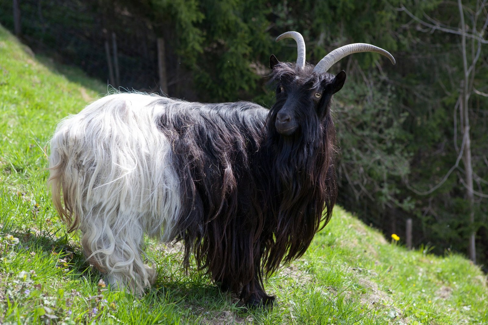 Die Walliser Schwarzhalsziege: Eine der ältesten Hausziegenrassen der ...
