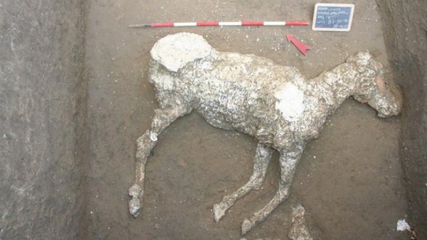 Abdruck eines Pferdes bei Pompeji entdeckt - tierwelt.ch | TierWelt
