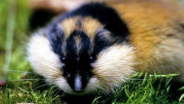 Sind Lemminge doch lebensmüde? - tierwelt.ch | TierWelt