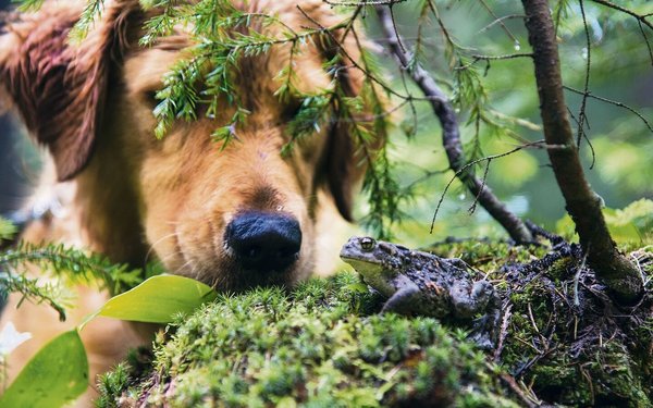 Wie Tiere Gift einsetzen - tierwelt.ch | TierWelt