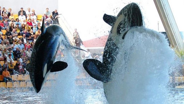 Besucher lieben Orca-Zoo auf Teneriffa - tierwelt.ch | TierWelt