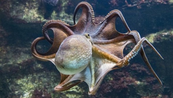 Clever wie ein Krake - tierwelt.ch | TierWelt