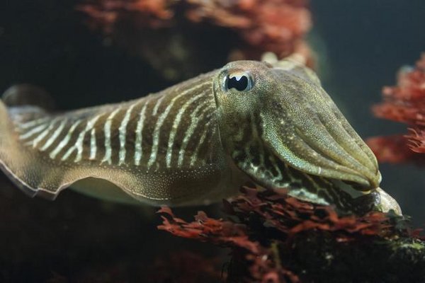 Die farbige Sprache der Sepien - tierwelt.ch | TierWelt