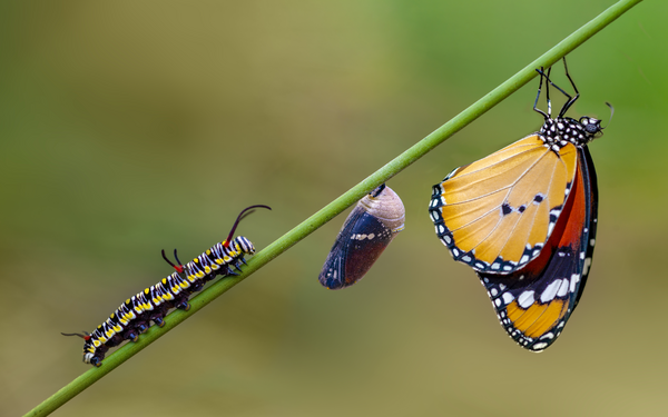 Wie funktionieren Metamorphosen? - tierwelt.ch | TierWelt