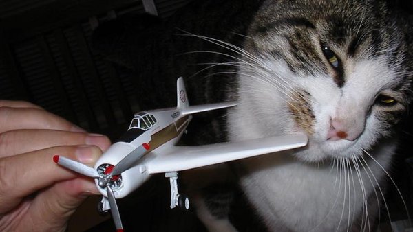 Katze überlebt Flug im Airbus-Fahrwerk - tierwelt.ch | TierWelt