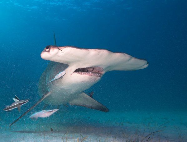 Der Hammerhai und seine spezielle Kopfform - tierwelt.ch | TierWelt