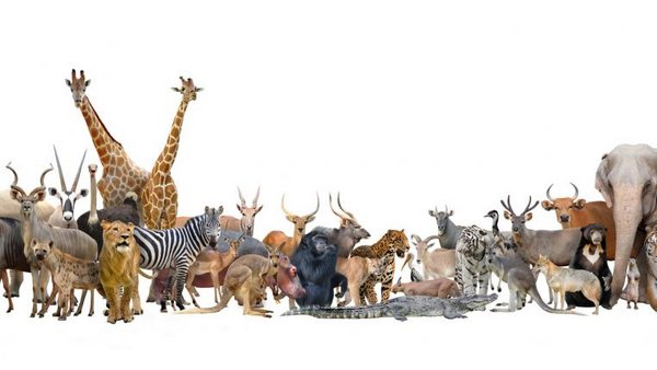 Die Tiere der Nationen - tierwelt.ch | TierWelt