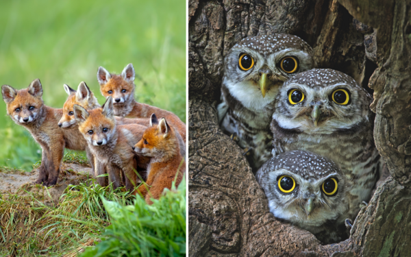 So nennt man alle Arten von Tiergruppen - tierwelt.ch | TierWelt