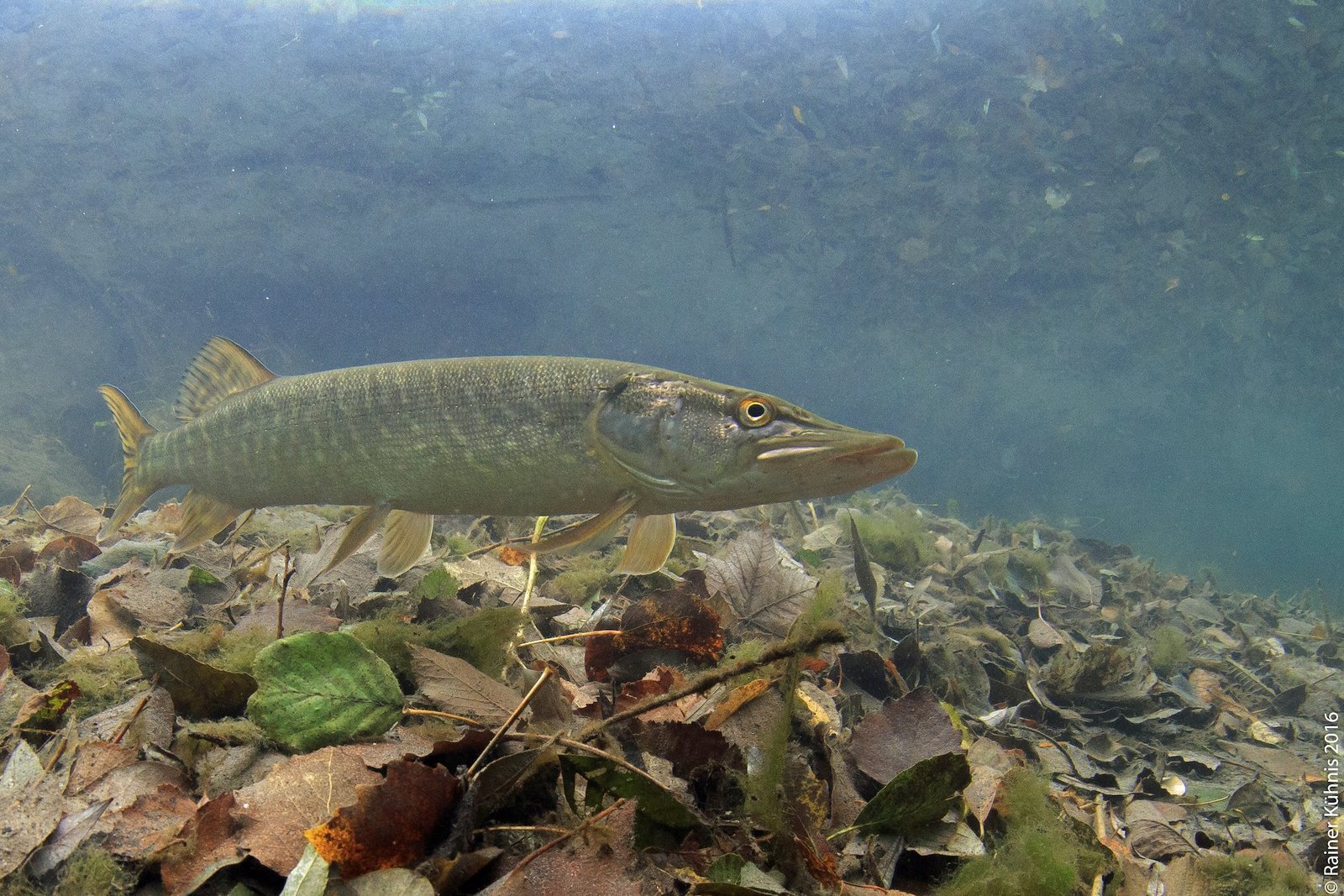 Der Hecht ist Fisch des Jahres 2023 - tierwelt.ch | TierWelt