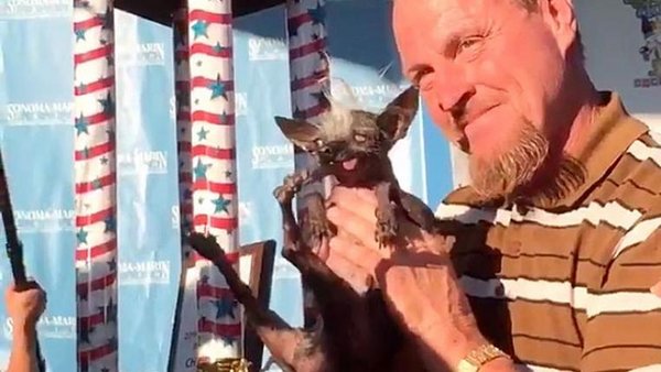 Sweepee Rambo ist hässlichster Hund der Welt - tierwelt.ch | TierWelt