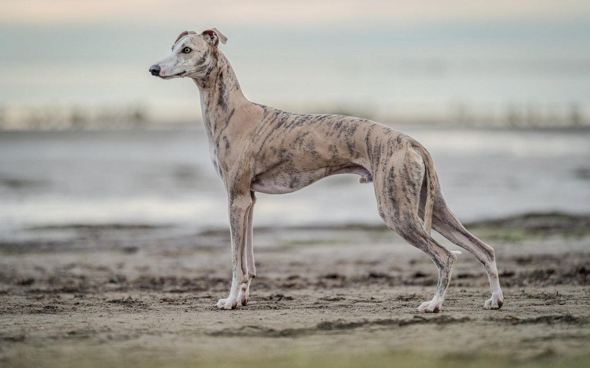 Whippet: Der sanftmütige und anhängliche Windhund - tierwelt.ch | TierWelt