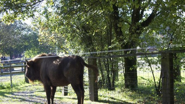 Winterthur spart beim Wildpark Bruderhaus - tierwelt.ch | TierWelt