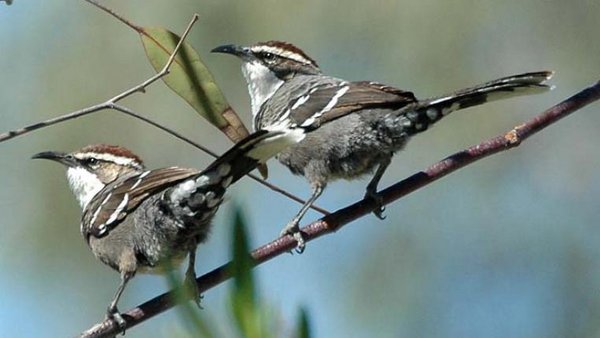 Australischer Vogel zwitschert mit Sprache - tierwelt.ch | TierWelt