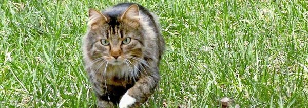 Warum Katzen manchmal weglaufen - tierwelt.ch | TierWelt