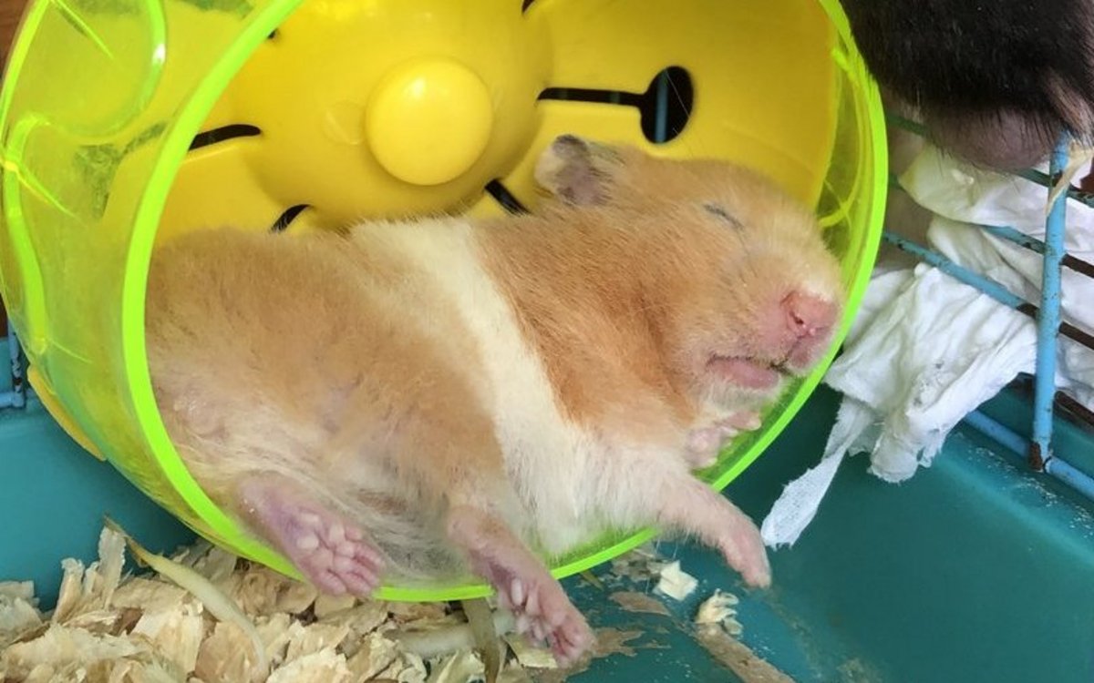 Berner Studie enthüllt – Darum laufen Hamster bis zur totalen ...
