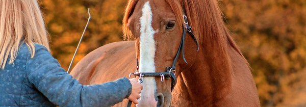 Der Umgang mit der Gerte - tierwelt.ch | TierWelt