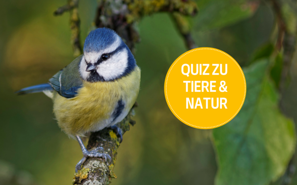 Quiz rund um Tiere und Natur - tierwelt.ch | TierWelt