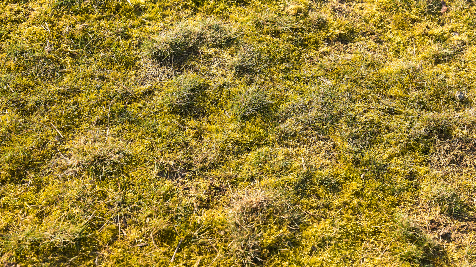 Moos im Garten bekämpfen - tierwelt.ch | TierWelt