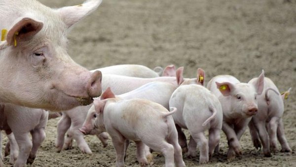 «An der Olma trifft sich die Schweiz» - tierwelt.ch | TierWelt