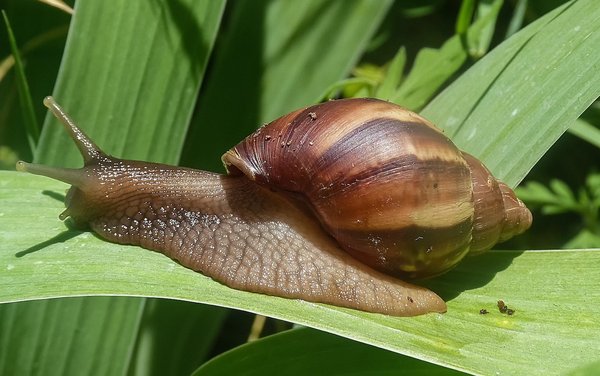 Acht Fakten zu Schnecken - tierwelt.ch | TierWelt