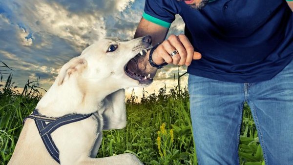Schnappen bei Hunden: Was steckt dahinter? - tierwelt.ch | TierWelt
