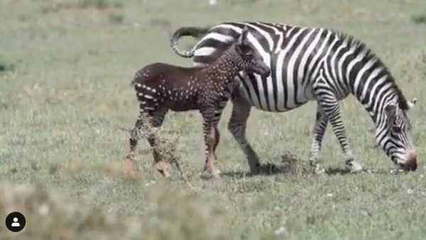 Gepunktetes Zebrababy sorgt für Erstaunen - tierwelt.ch | TierWelt