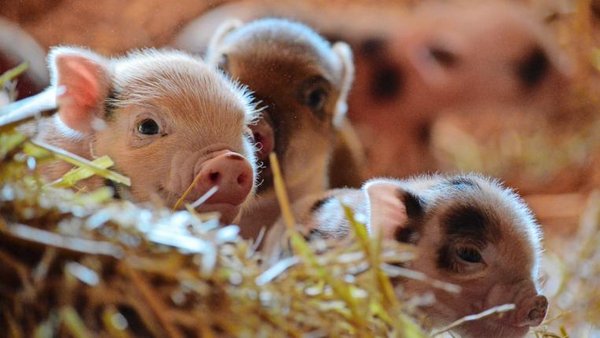 Wunderpakete im Miniformat - tierwelt.ch | TierWelt