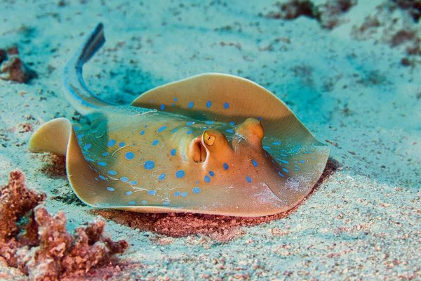 Die verschiedenen Arten von Rochen - tierwelt.ch | TierWelt