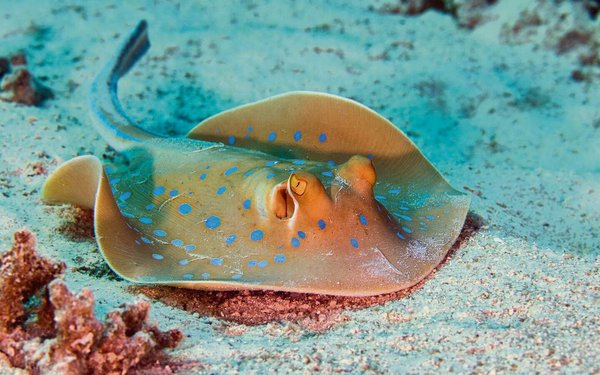 Die verschiedenen Arten von Rochen - tierwelt.ch | TierWelt