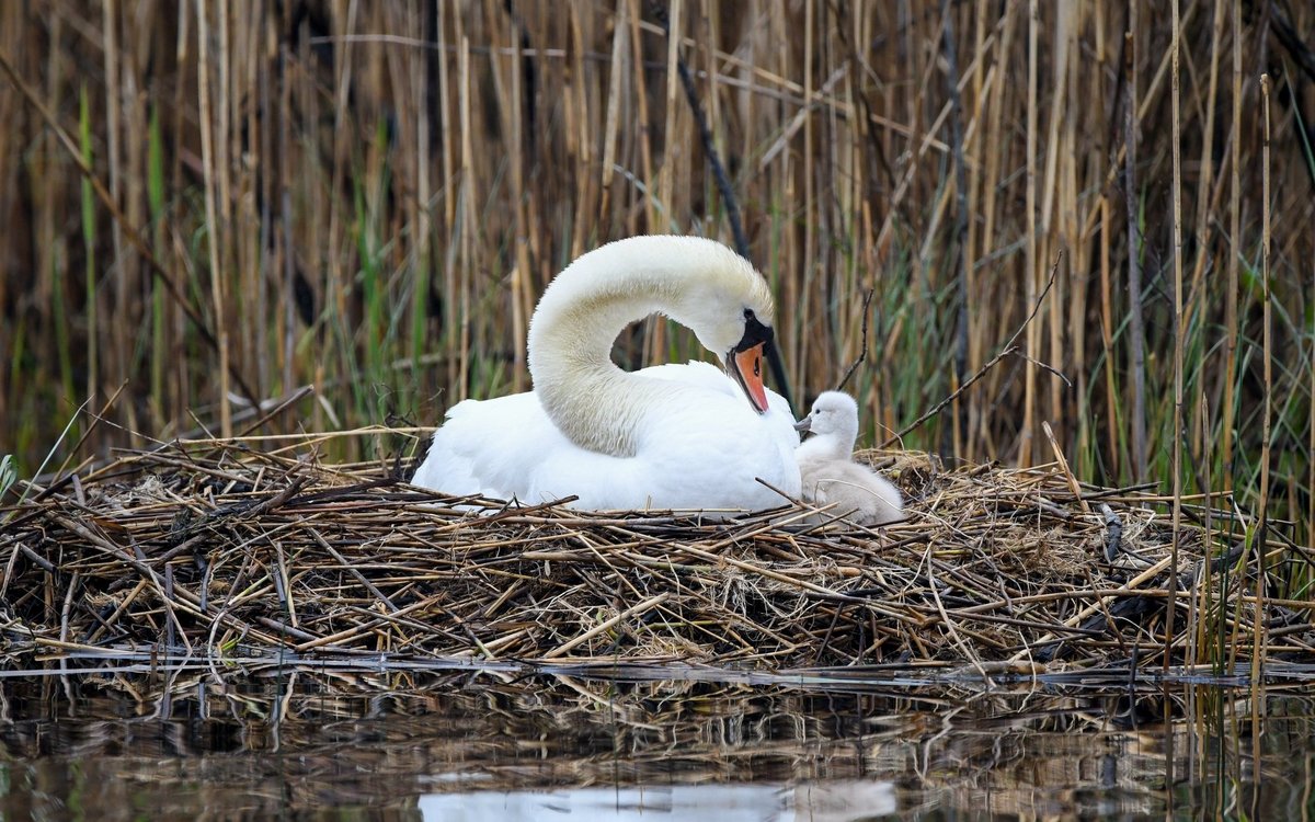 Eier anstechen statt Schwäne jagen - tierwelt.ch | TierWelt