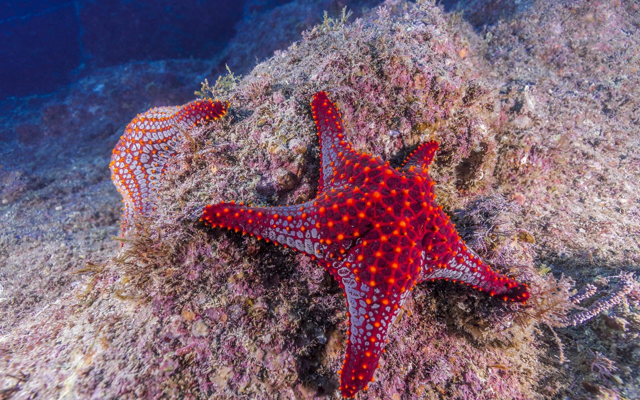 Seesterne: Die bunten Meeresbewohner - tierwelt.ch | TierWelt